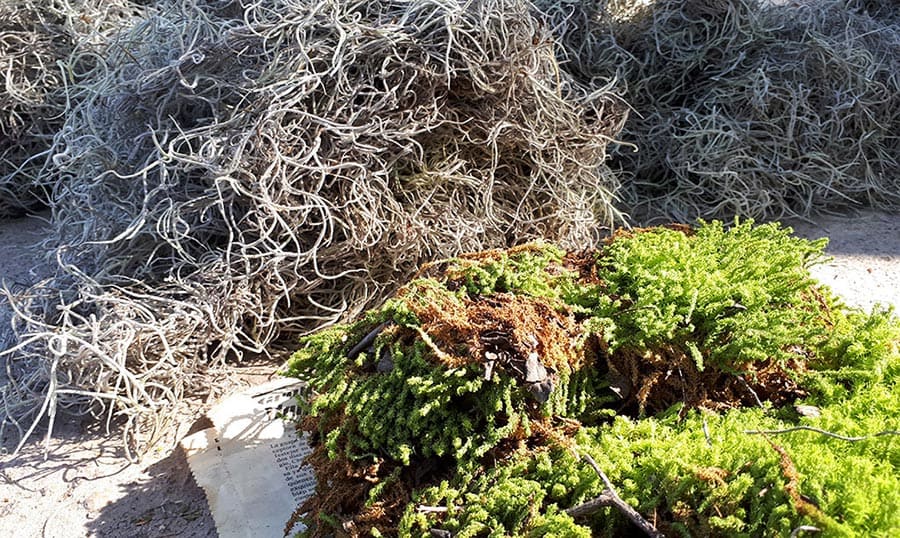 ¡No compres musgo ni heno en esta navidad! - Ciudadanos en Red