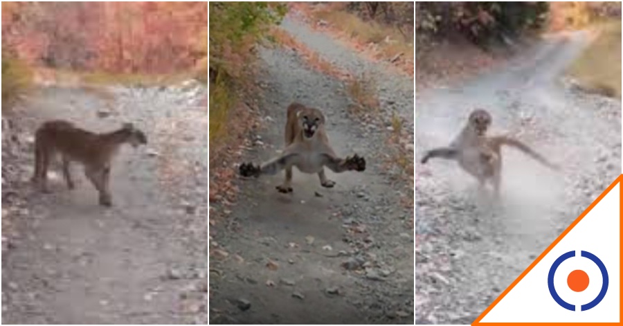 #Viral: Excursionista se salvó de milagro del ataque de un puma... ¡Lo ...