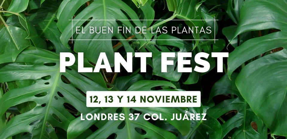 Plan Fest 2021 en CDMX — Ciudadanos en Red