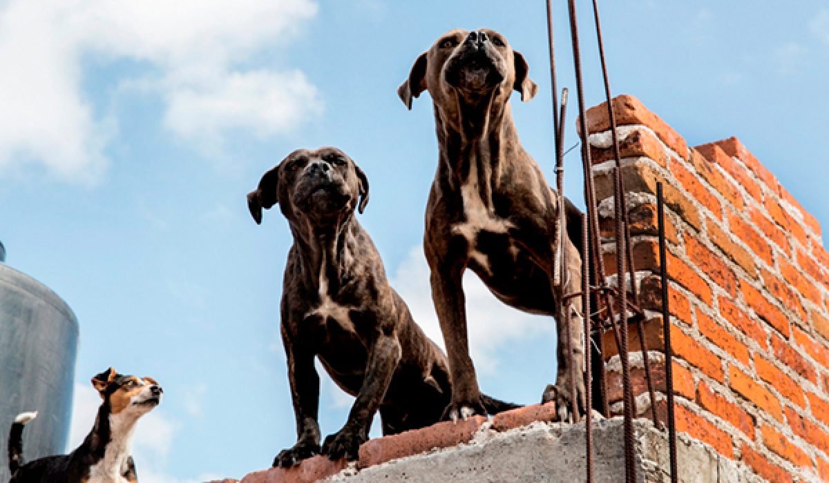Proponen cárcel para quien abandone a perros en azoteas en CDMX