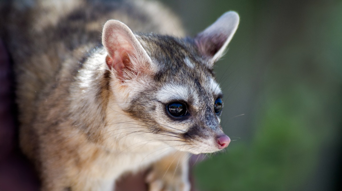 Cacomixtle, mamífero del Valle de México cuya población aumenta
