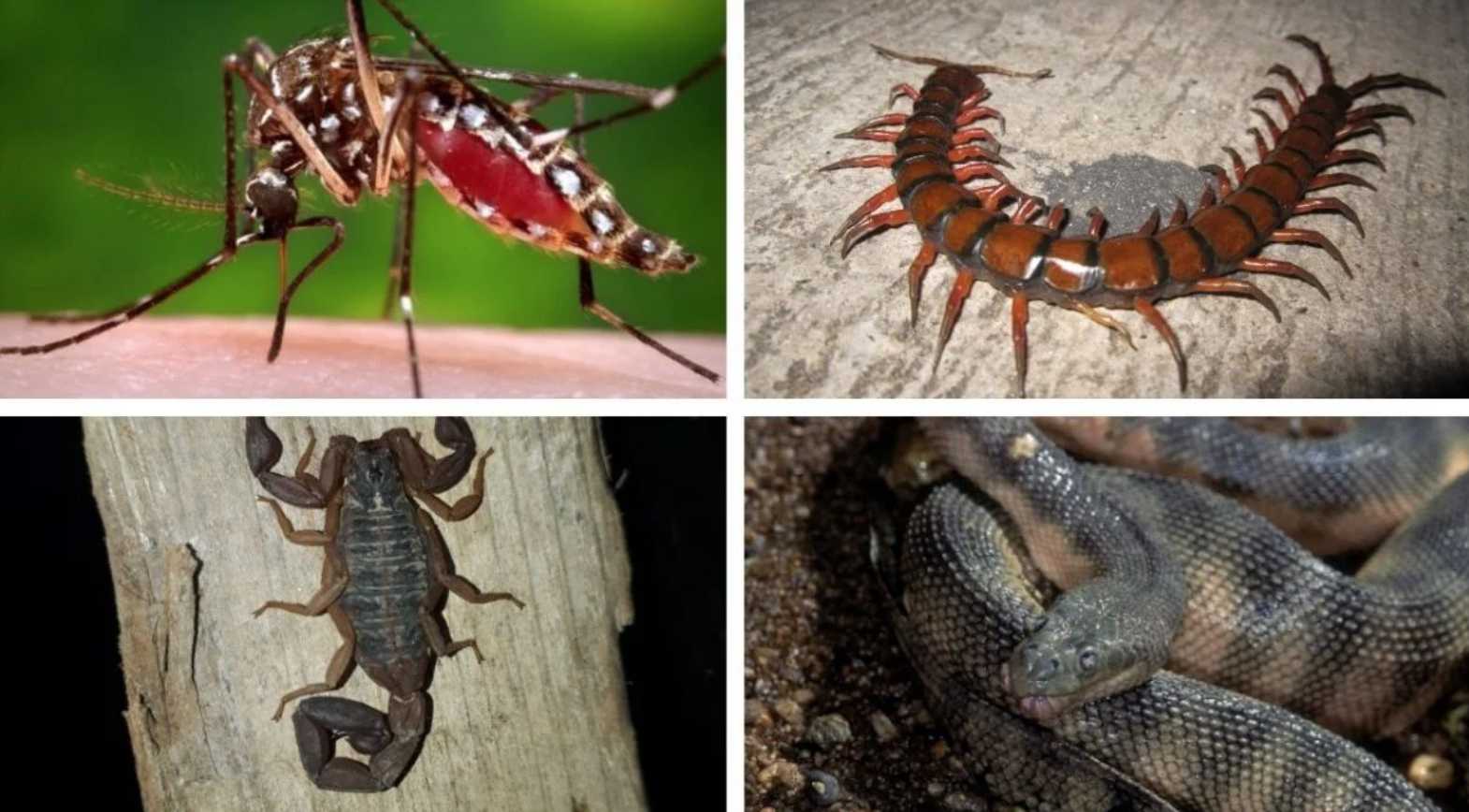 ¡Aguas! Estos son los insectos venenosos que viven en CDMX